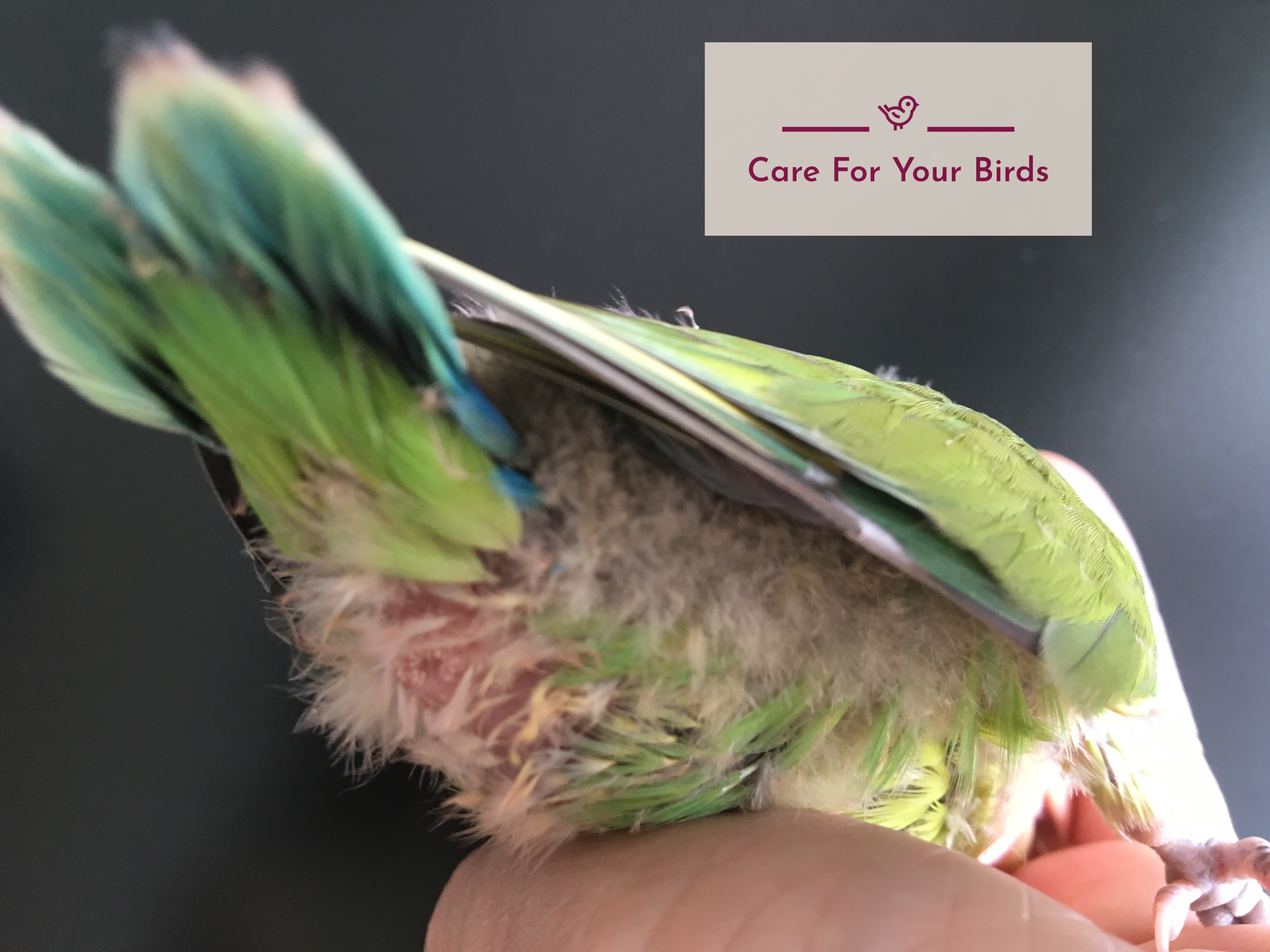 【As a Beginner, How To Choose a Healthy Pet Bird?】 | Care For Your ...