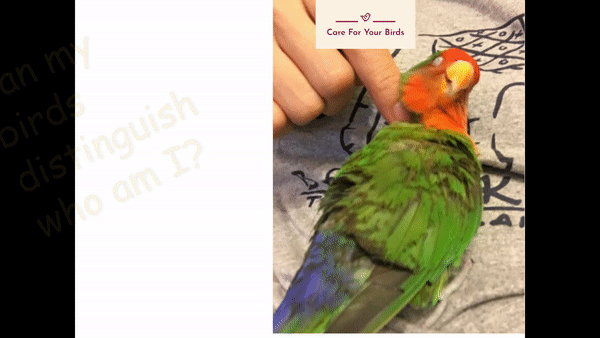 【Can My Birds Recognize Who Am I? (Video)】 | Care For Your Birds ...