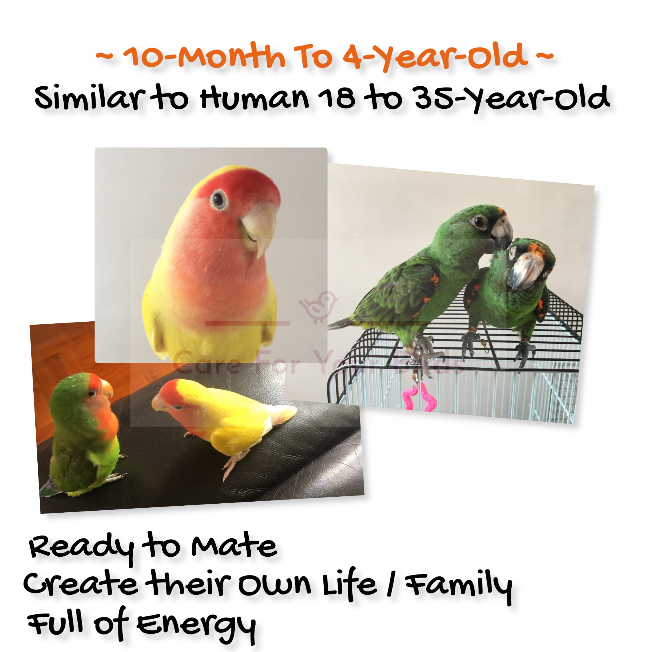 【How Old Is My Bird In Human Years?】 | Care For Your Birds – Beginners ...