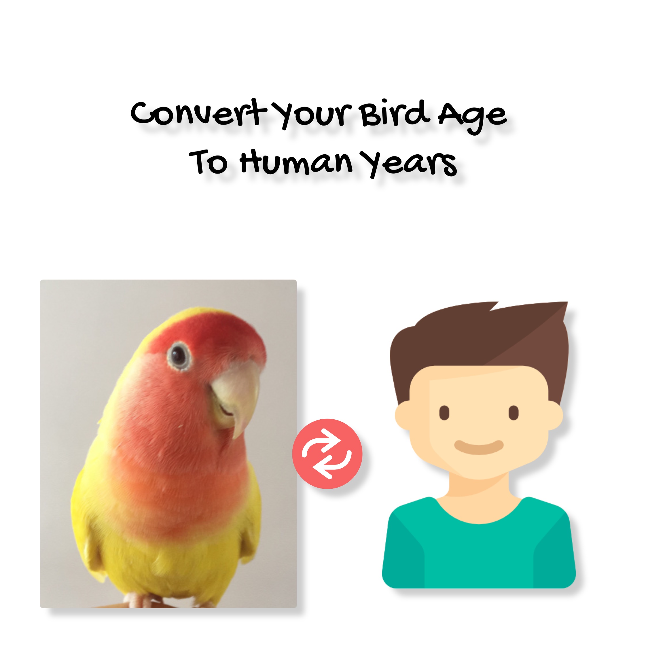 【How Old Is My Bird In Human Years?】 | Care For Your Birds – Beginners ...