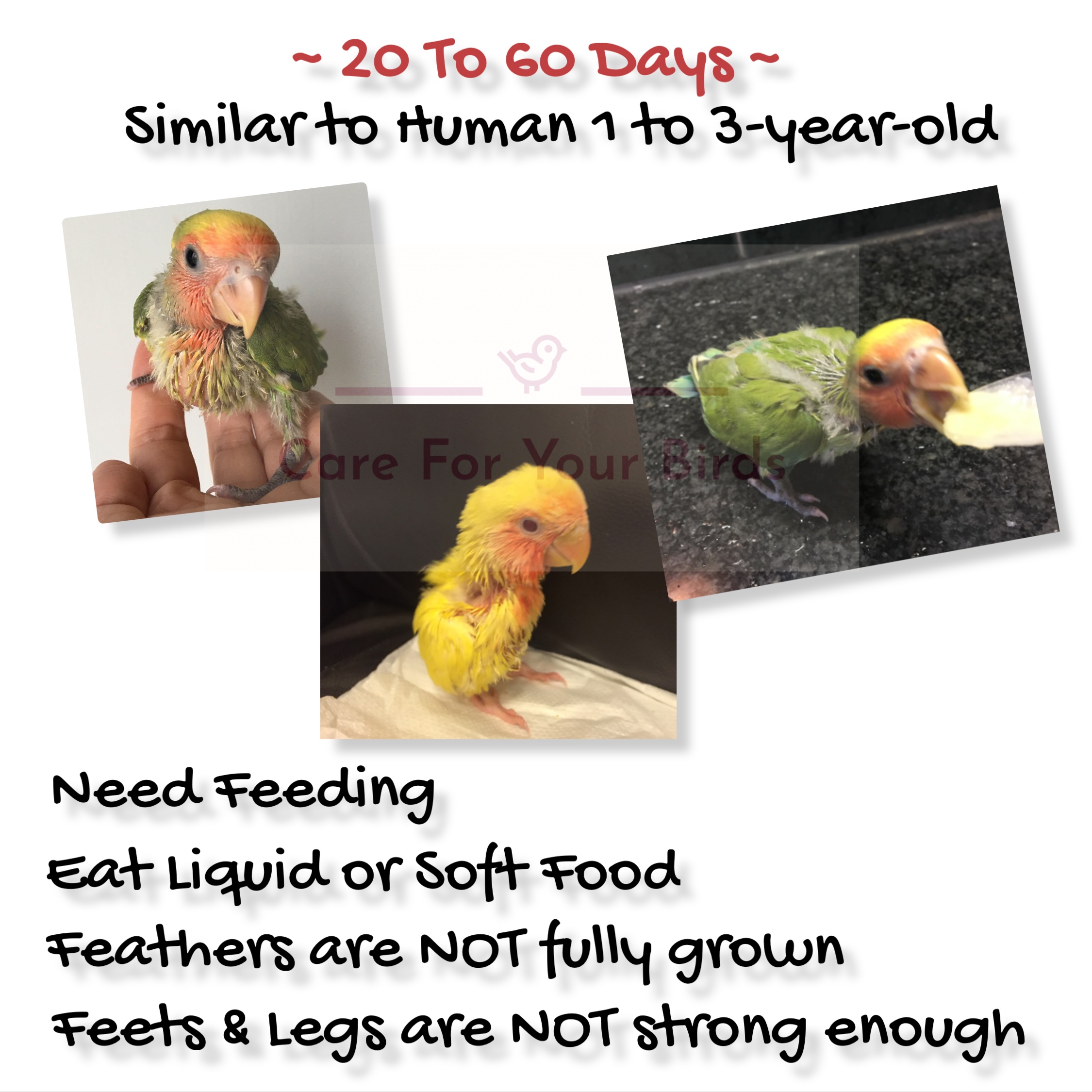 【How Old Is My Bird In Human Years?】 | Care For Your Birds – Beginners ...