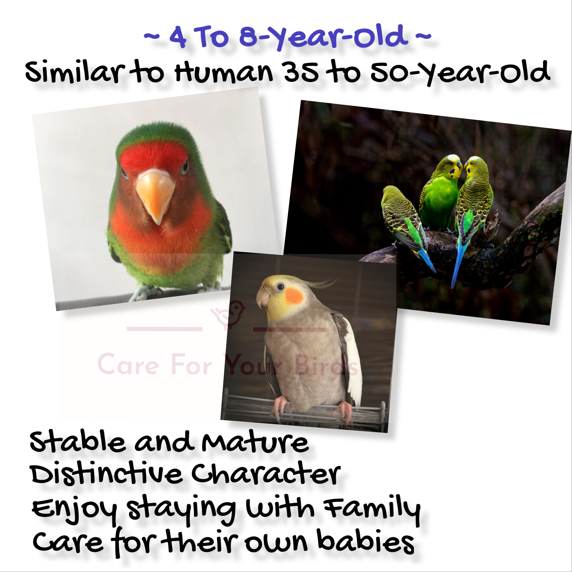 【How Old Is My Bird In Human Years?】 | Care For Your Birds – Beginners ...