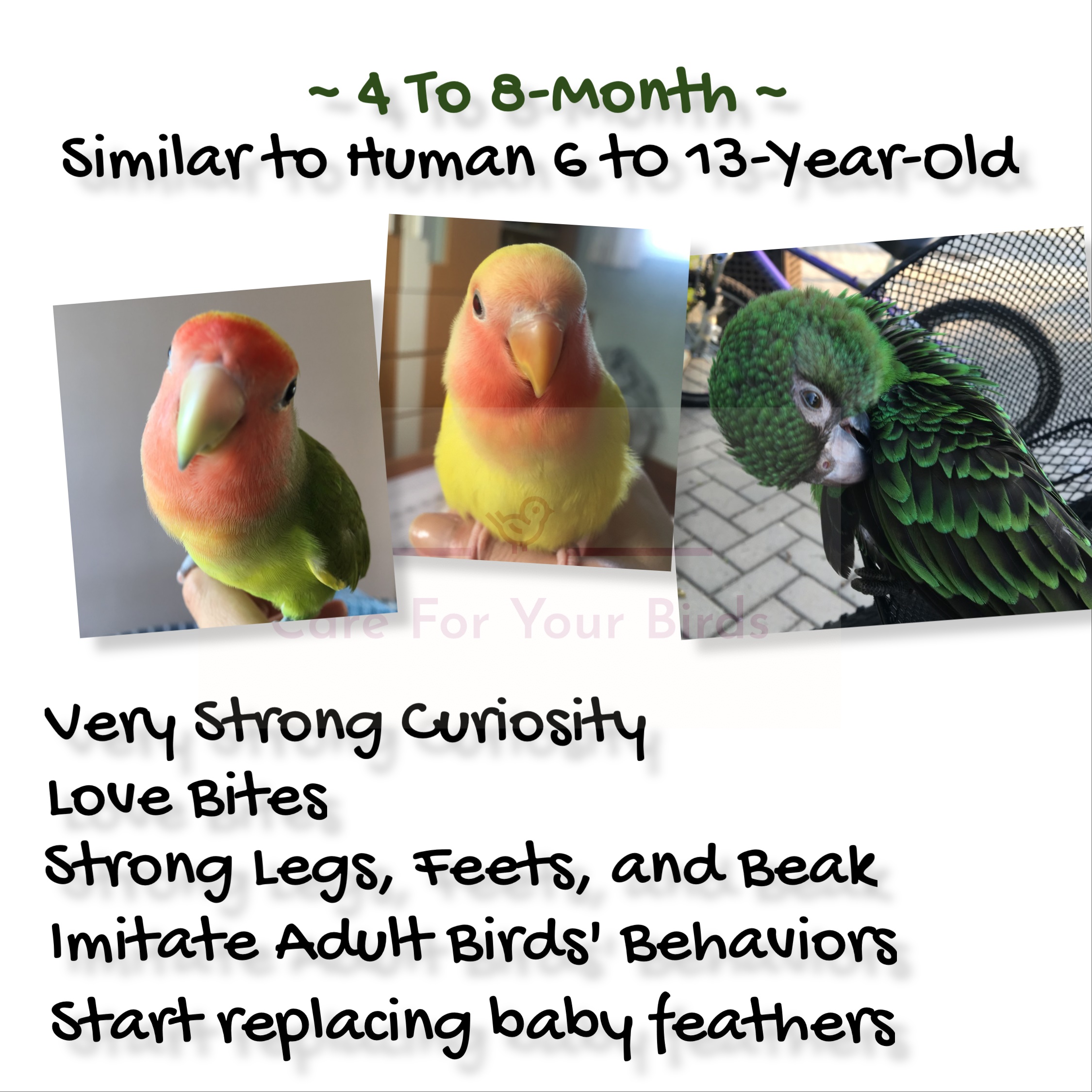 【How Old Is My Bird In Human Years?】 | Care For Your Birds – Beginners ...