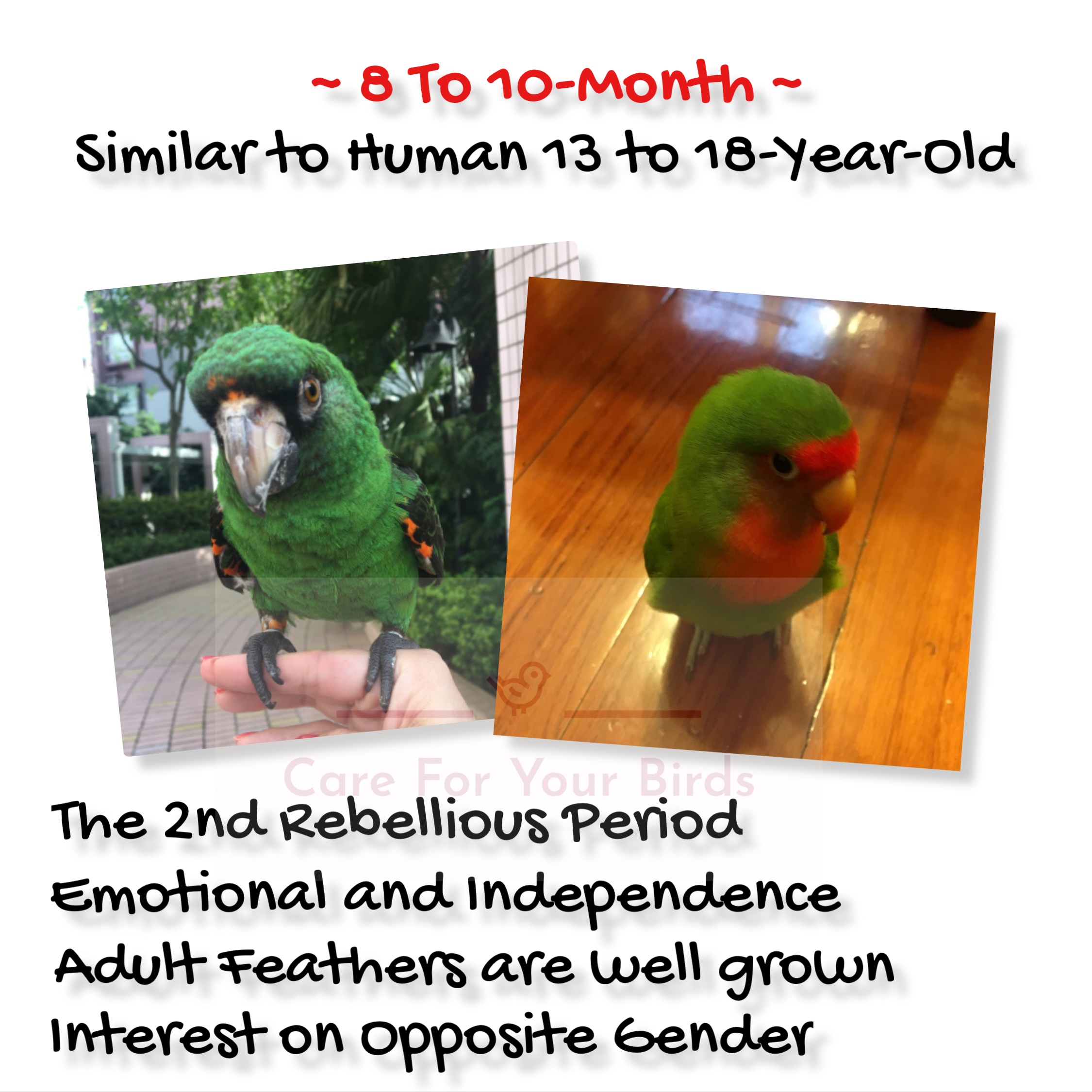 【How Old Is My Bird In Human Years?】 | Care For Your Birds – Beginners ...