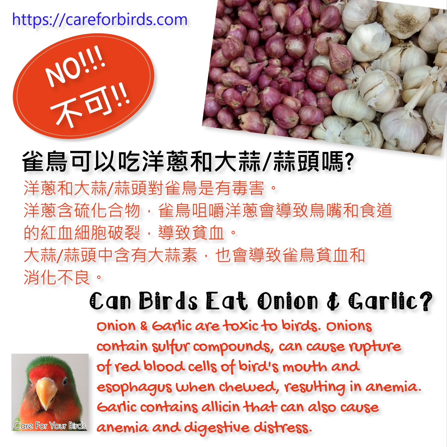 【Can Birds Eat Onion and Garlic?】 | Care For Your Birds – Beginners ...