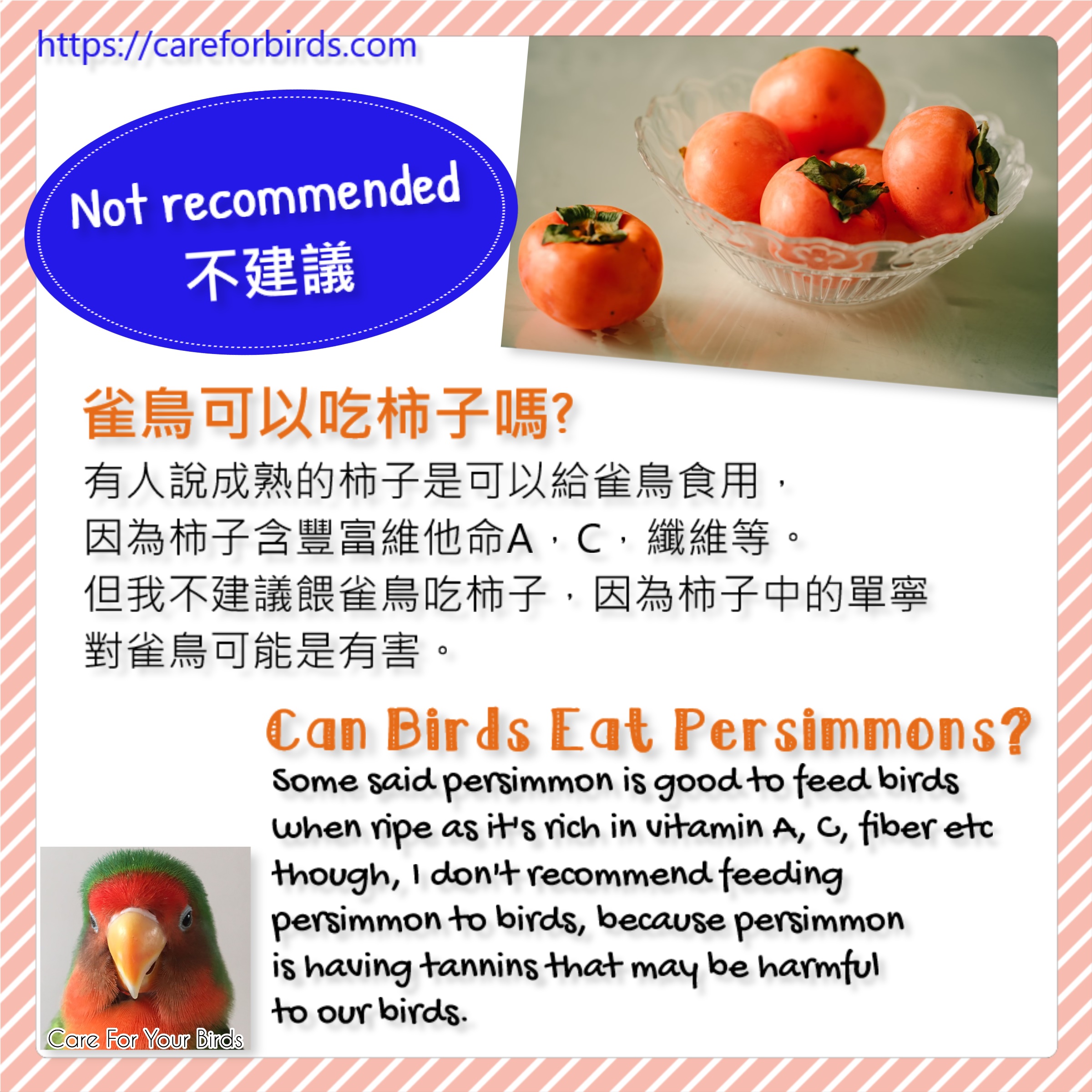 【Can Birds Eat Persimmons?】 | Care For Your Birds – Beginners' Guide【新手 ...