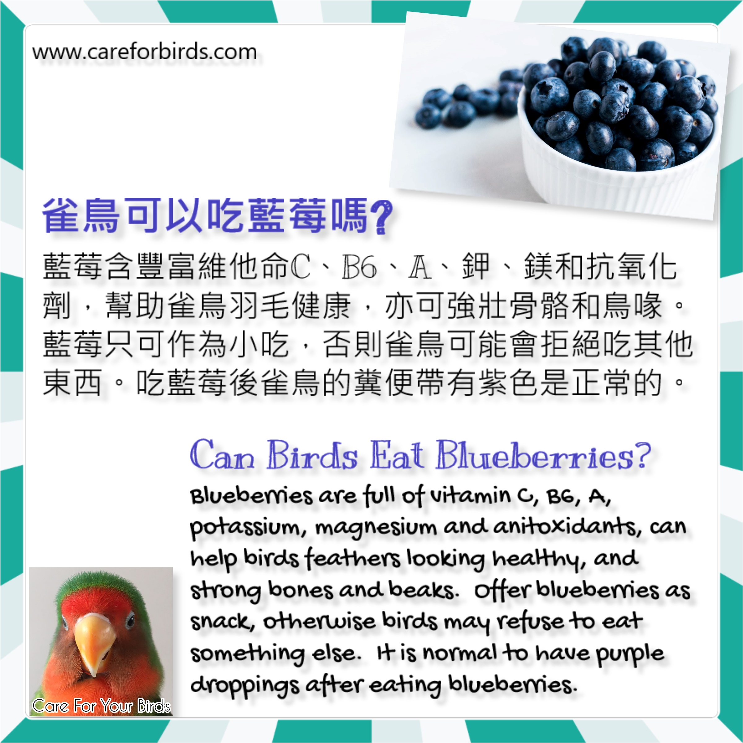 【Can Birds Eat Blueberries?】 | Care For Your Birds – Beginners' Guide ...