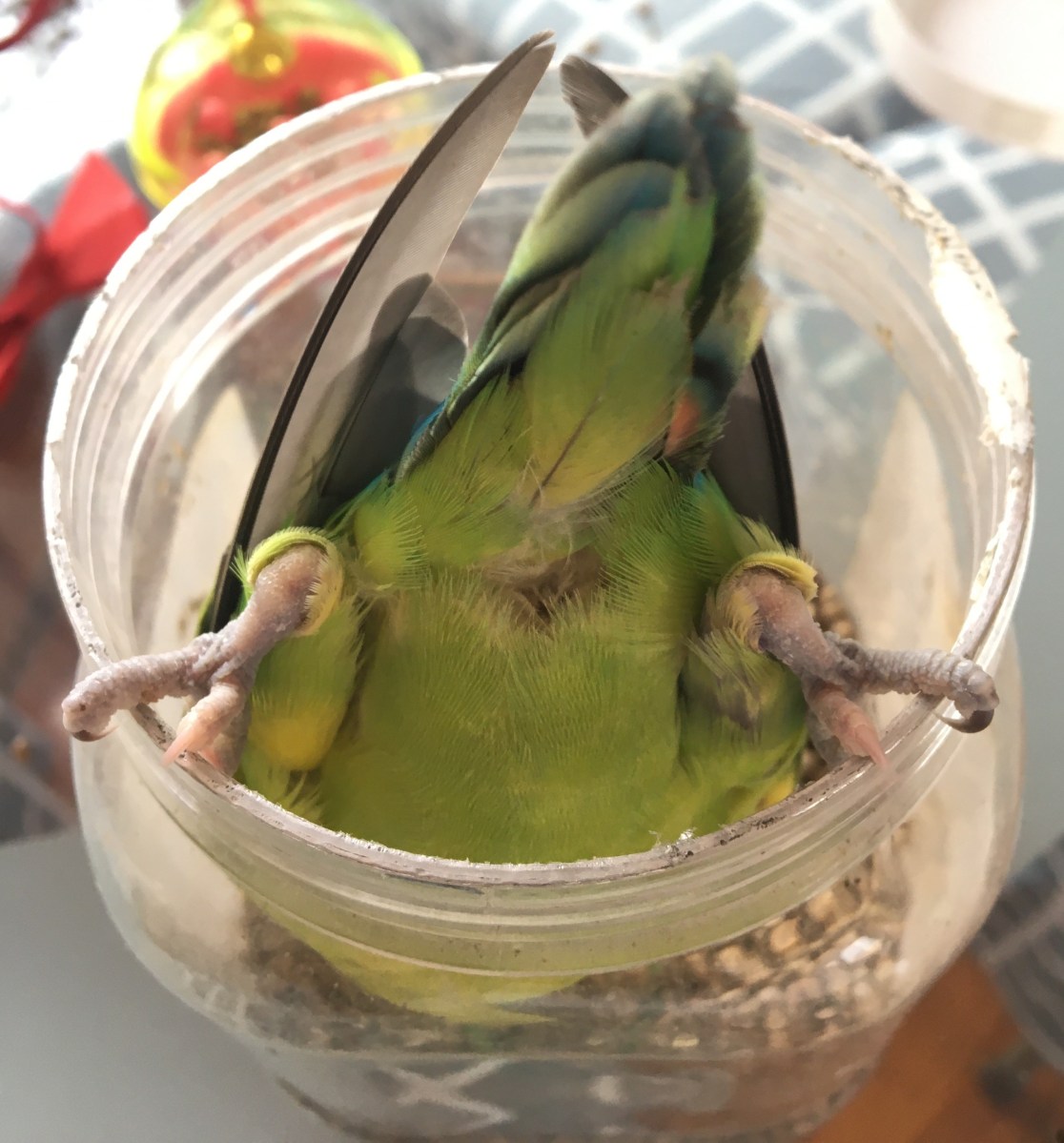 【Do Birds Fart?】 | Care For Your Birds – Beginners' Guide【新手飼養雀鳥指南】