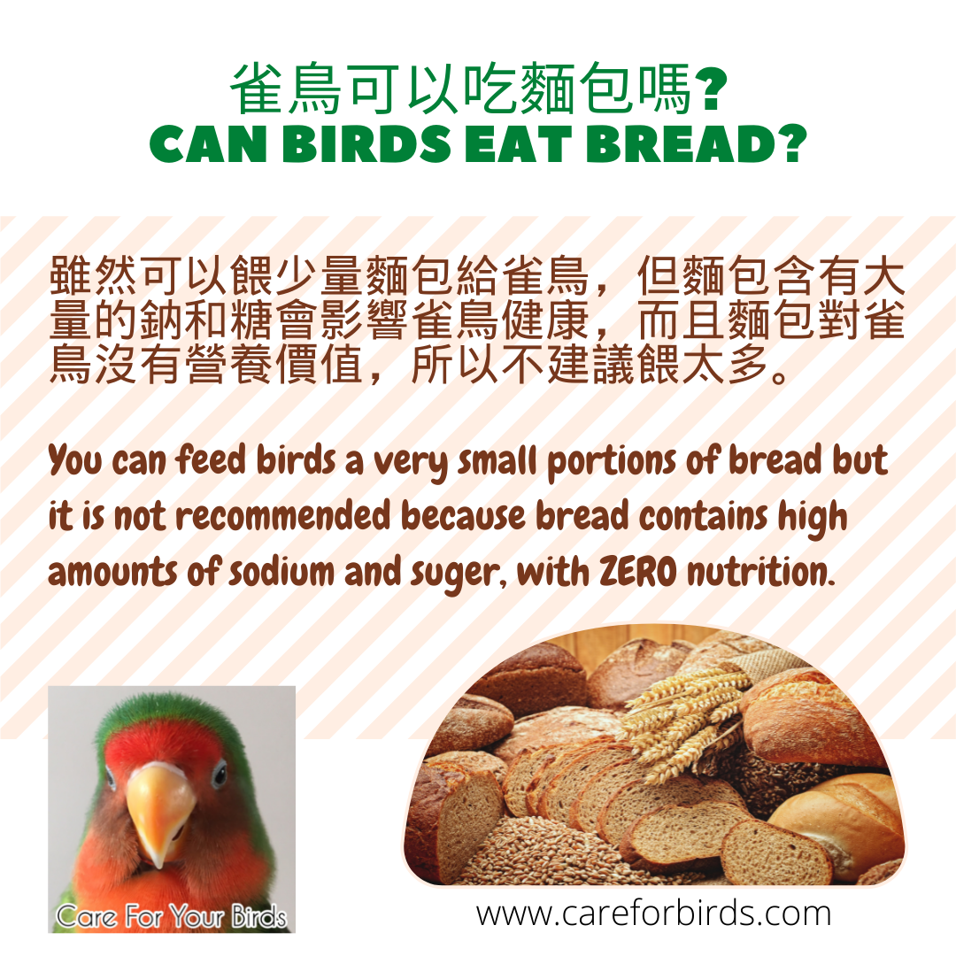 【Can Birds Eat Bread?】 | Care For Your Birds – Beginners' Guide【新手飼養雀鳥指南】