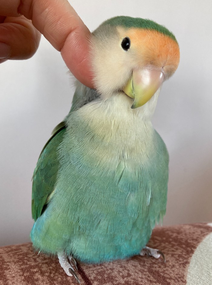 【Bird Touch Zone】 | Care For Your Birds – Beginners' Guide【新手飼養雀鳥指南】